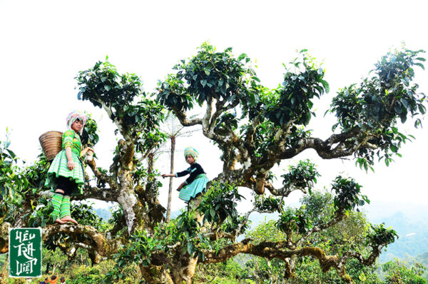 Thương hiệu Trà Shanam phát triển cùng cây chè cổ thụ – Yêu Trà Việt